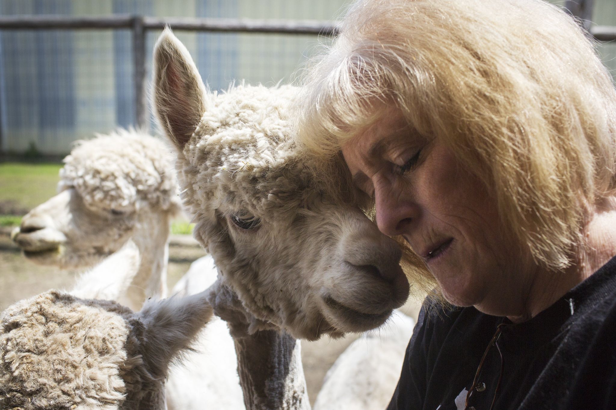 Shearing alpacas