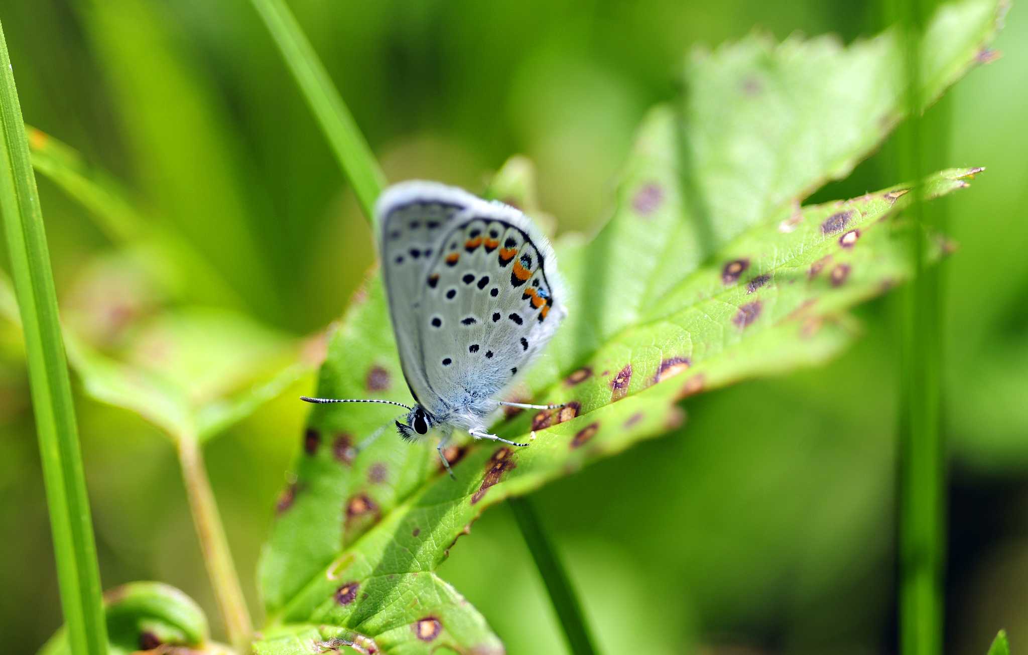 Pine Bush helps Karner butterfly edge back from extinction