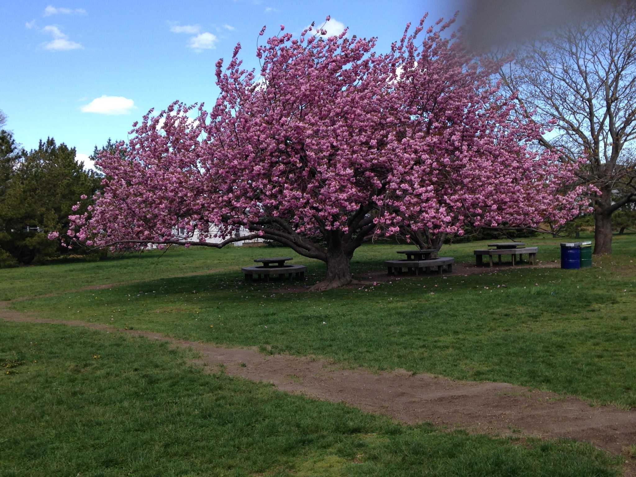 Greenwich Tree Conservancy to tour largest most historical trees at ...