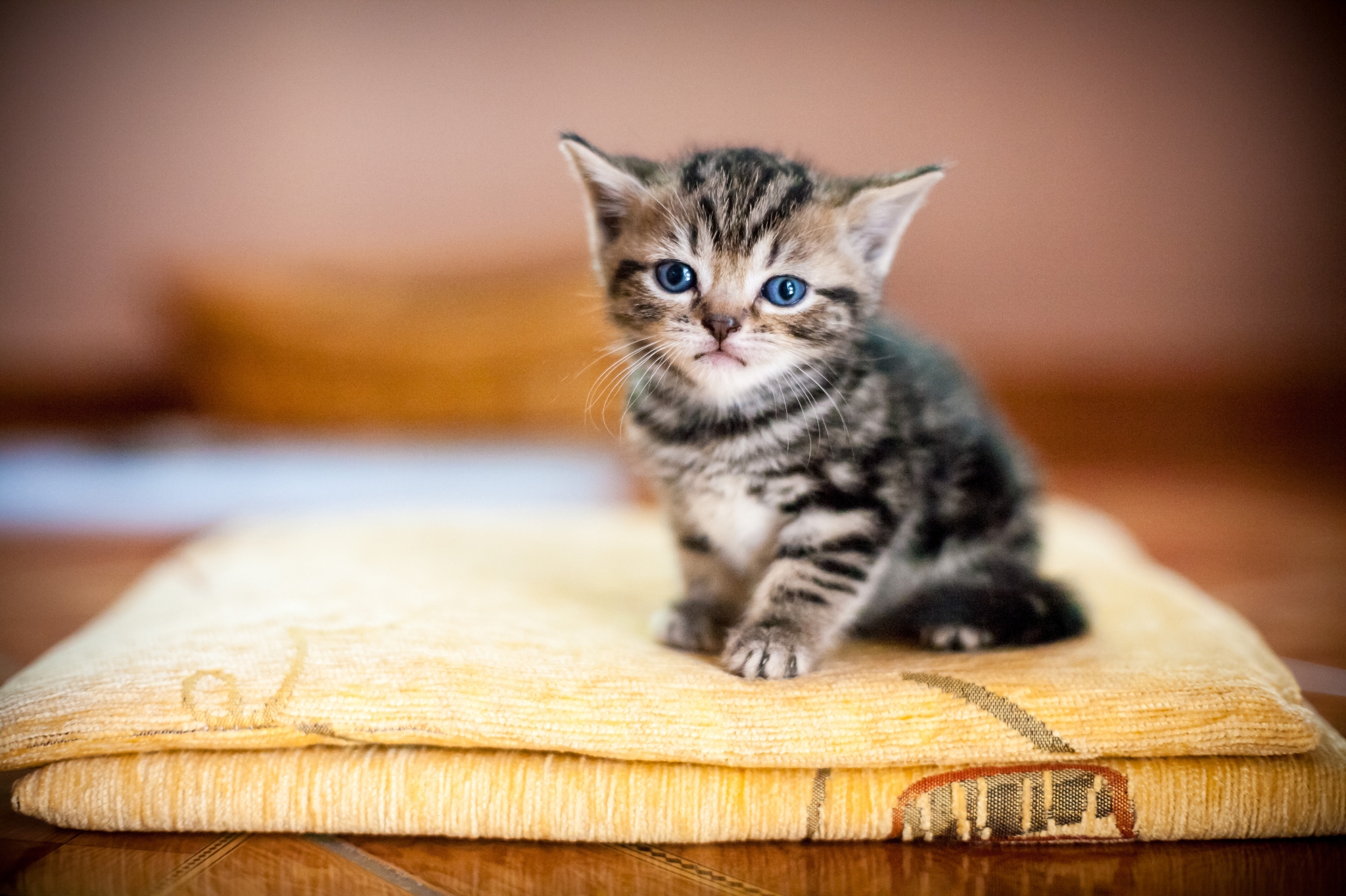 San Francisco SPCA brings back Kitten Kindergarten classes