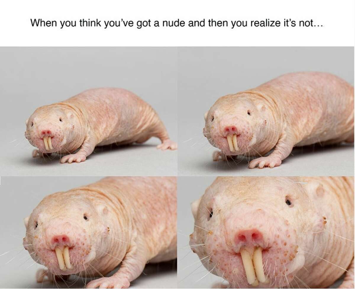 Canadian Centre for Child Protection uses naked mole rat as symbol for ...