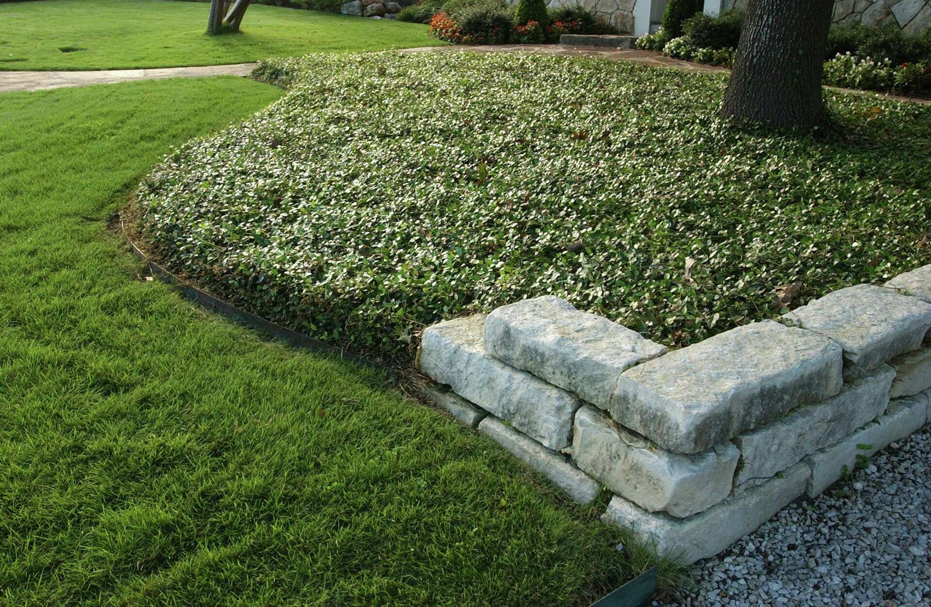 Calvin Finch: Your guide to shade- and drought-tolerant groundcovers to ...