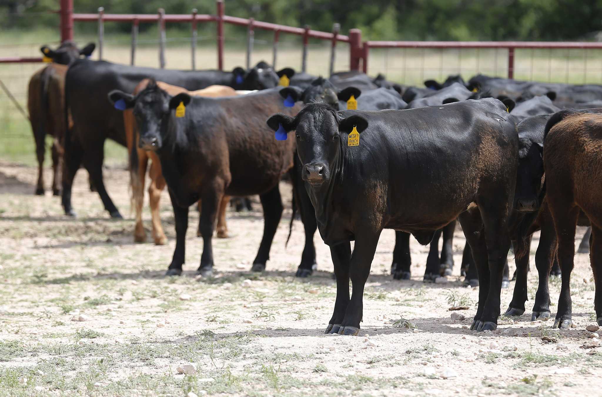Texas cattle industry eyeing $291 annual million boost from Chinese market