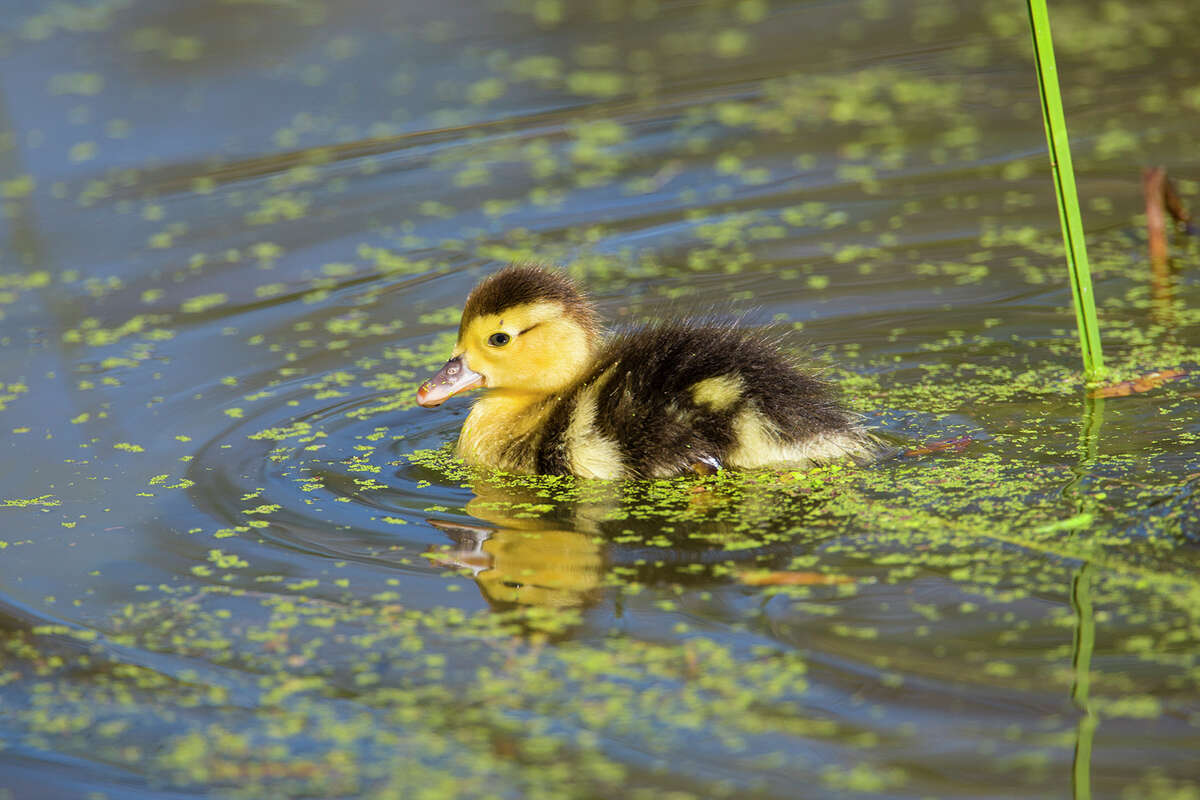 Baby birds deliver joy in spring and summer