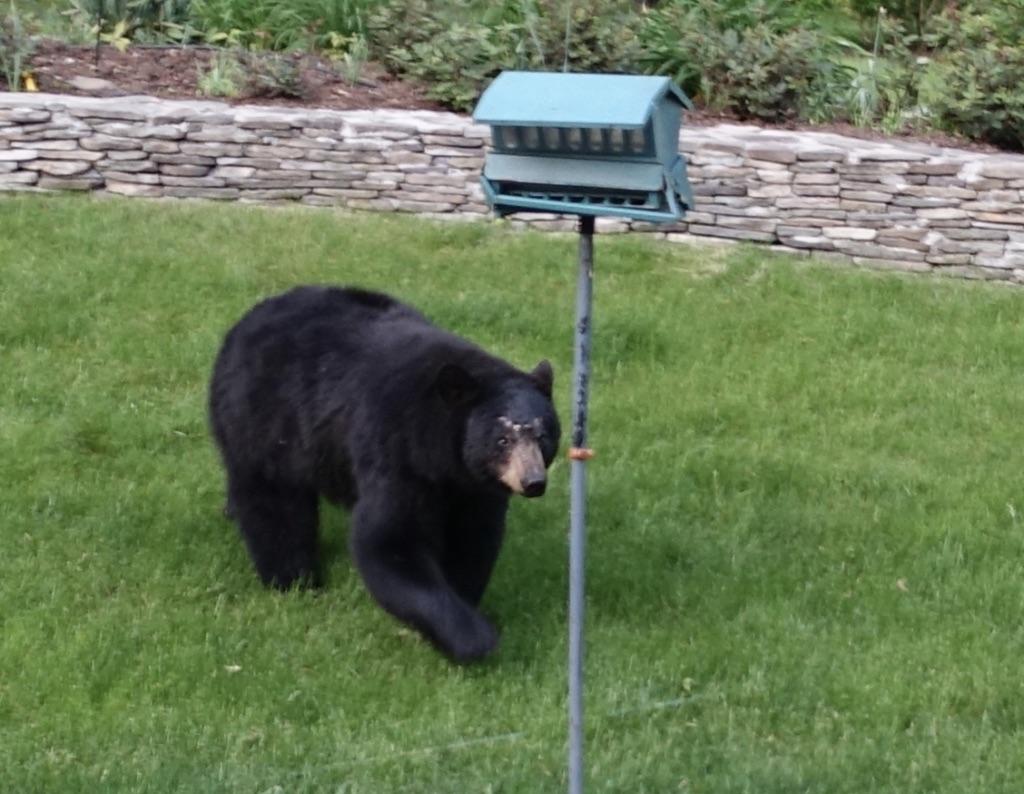 Worries growing about human-bear encounters