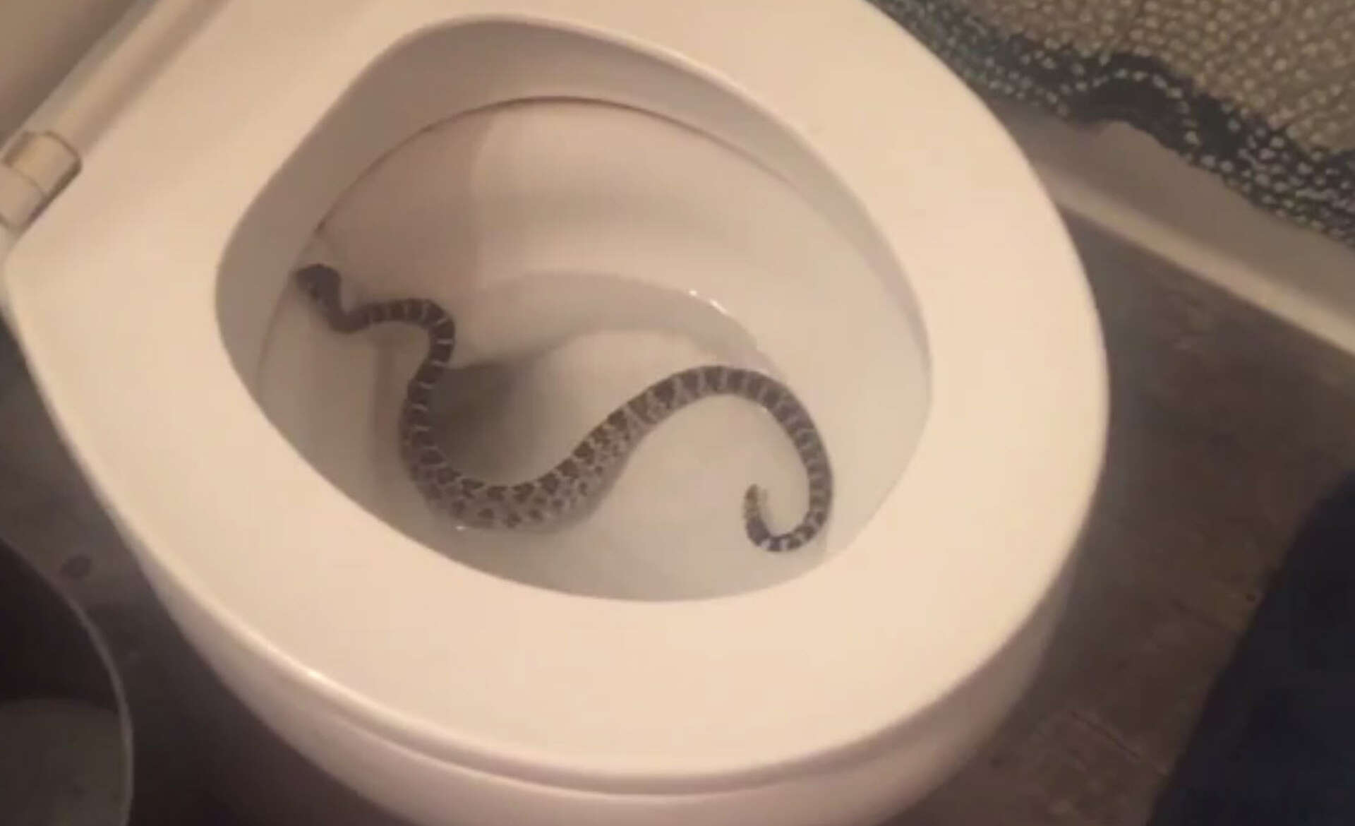 Video: Girlfriend finds rattlesnake in toilet, screams for boyfriend's help