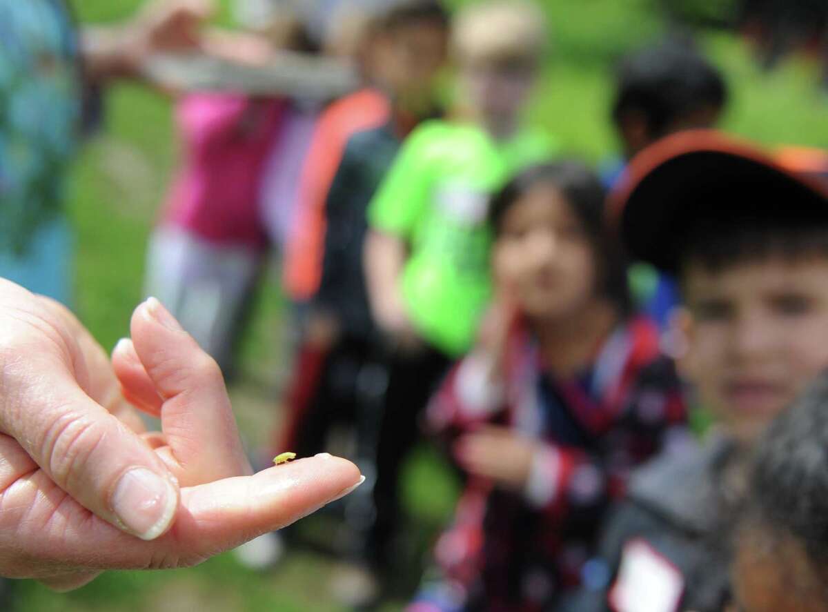 Greenwich’s International School at Dundee gets up close with bugs