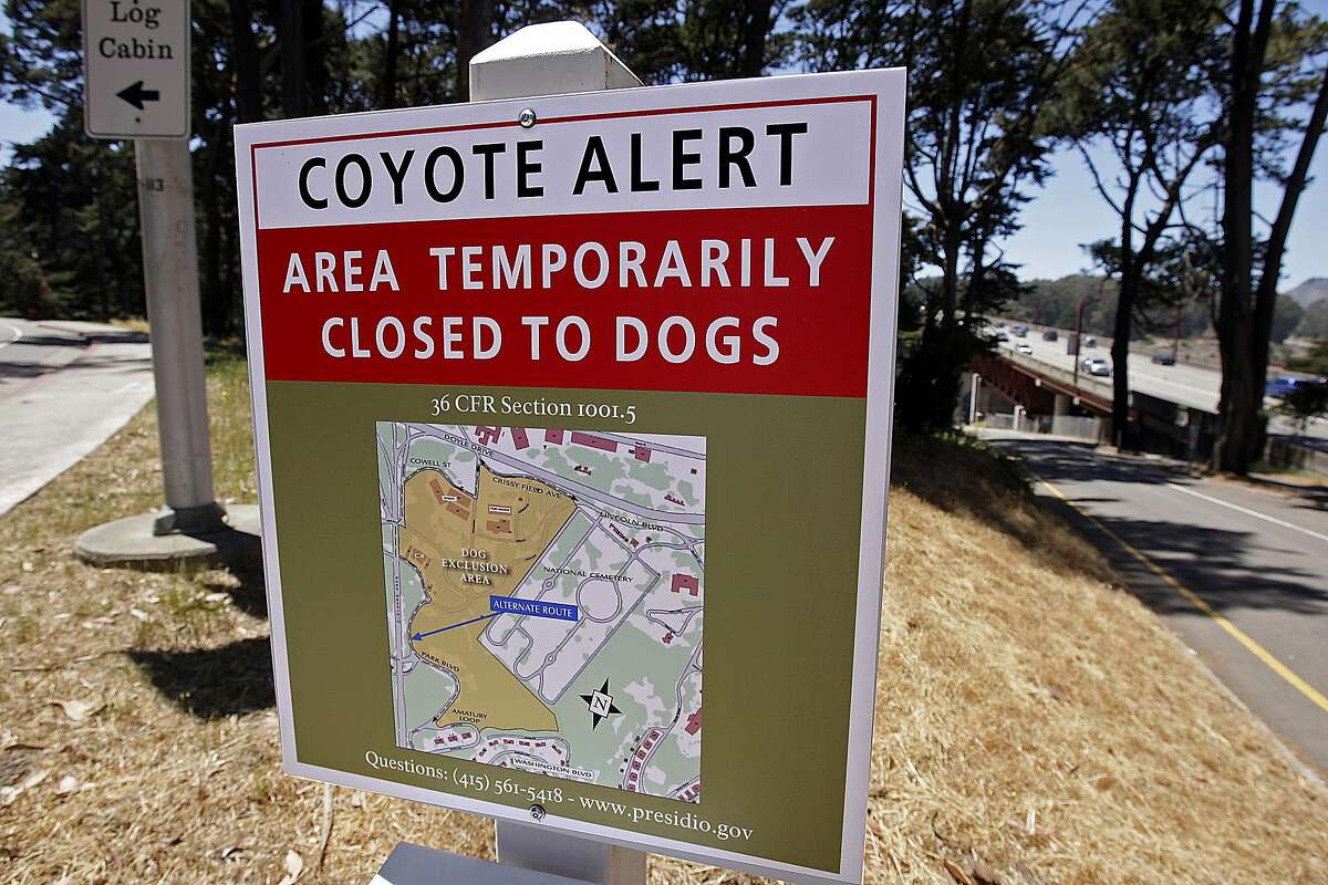 Coyote encounters force trail closures in SF’s Presidio