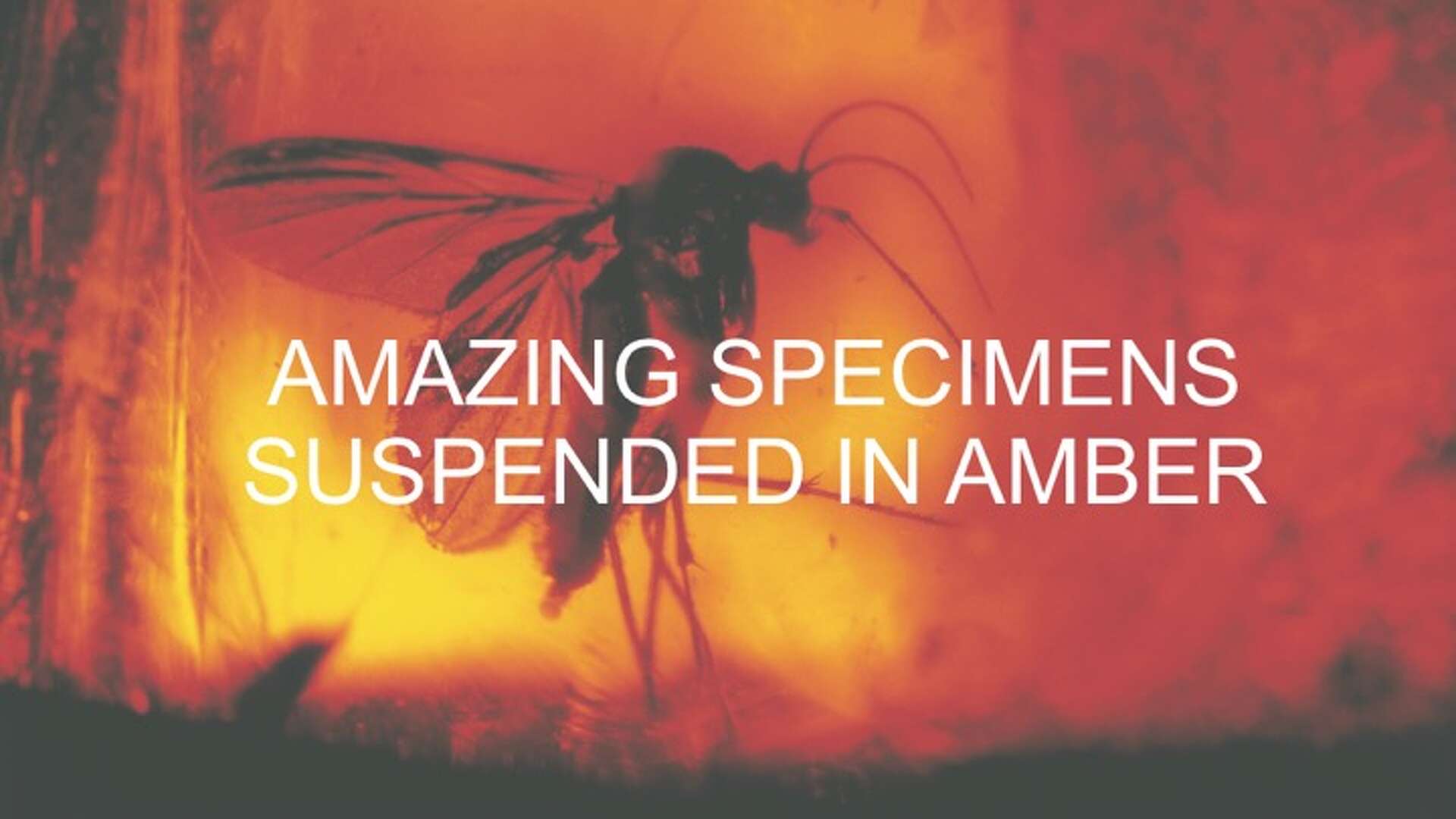 99-million-year-old bird trapped in amber is near-perfectly preserved