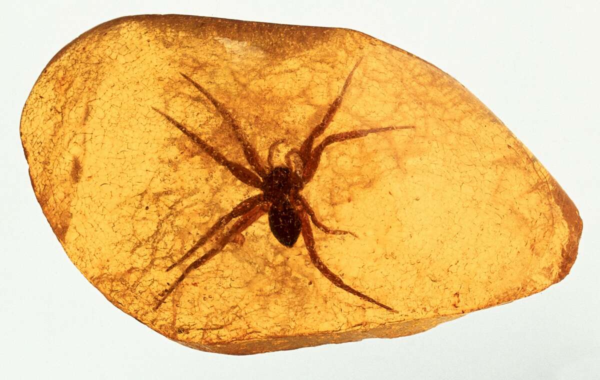 99-million-year-old bird trapped in amber is near-perfectly preserved