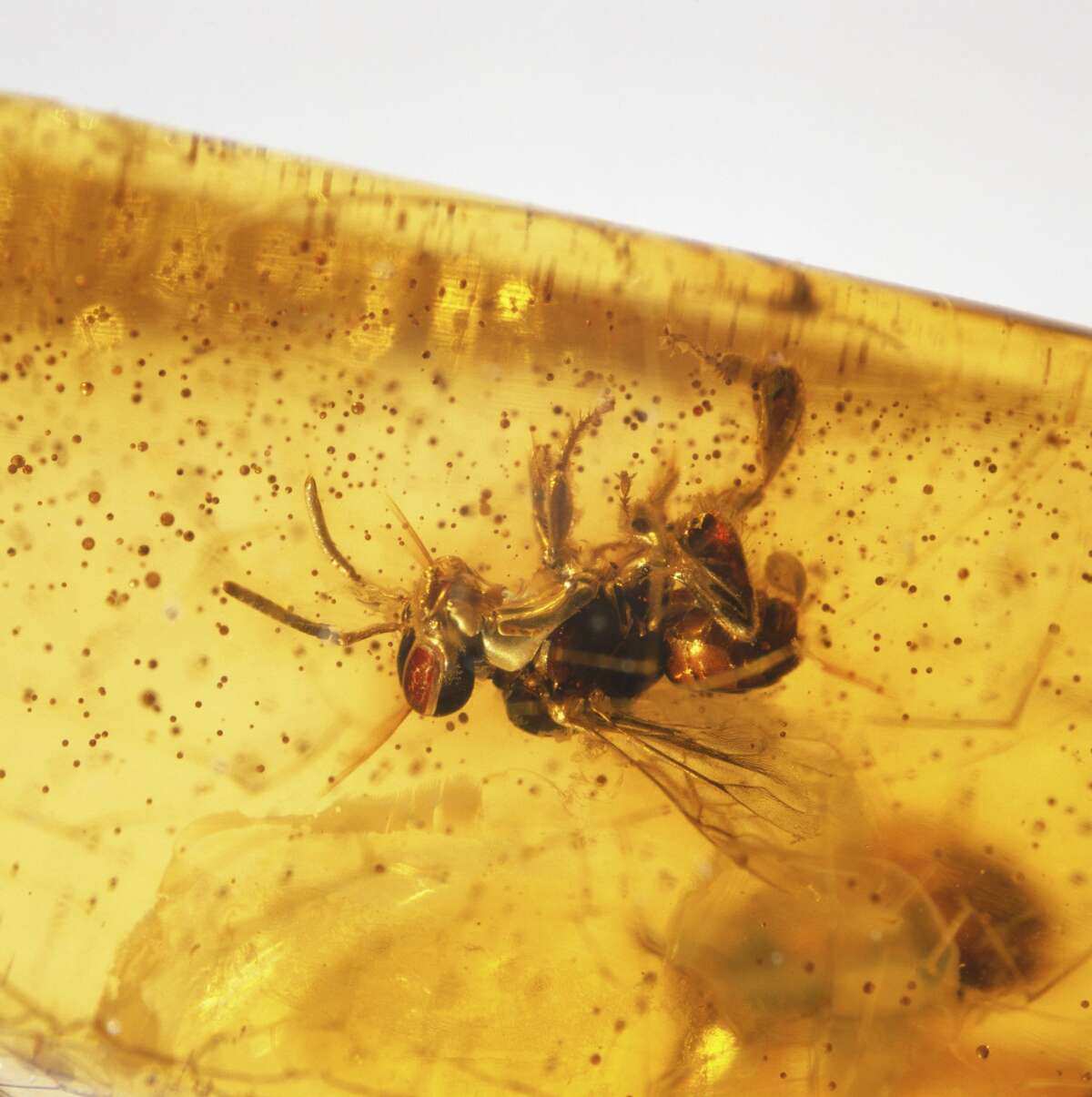 99-million-year-old bird trapped in amber is near-perfectly preserved