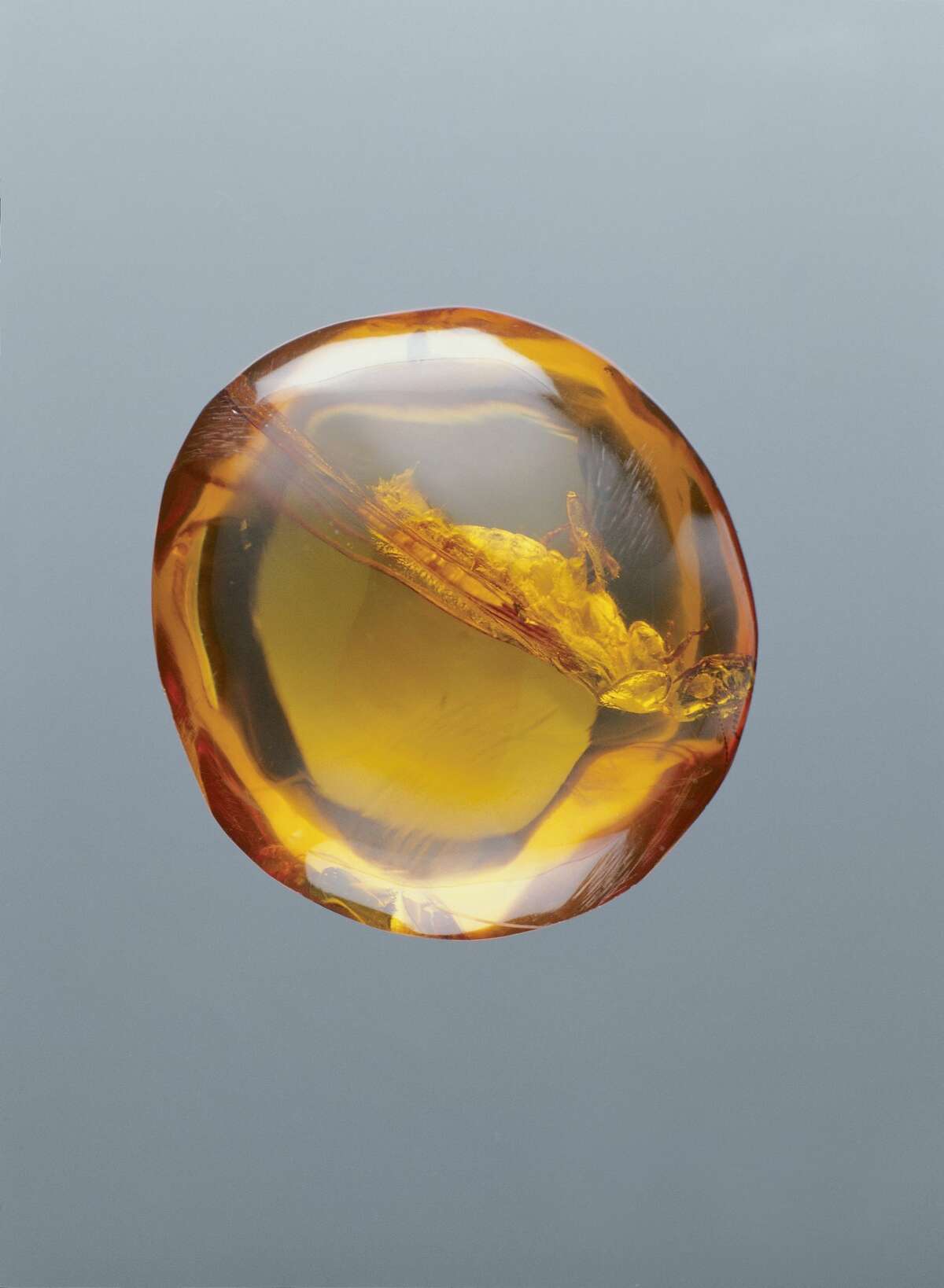 99-million-year-old bird trapped in amber is near-perfectly preserved