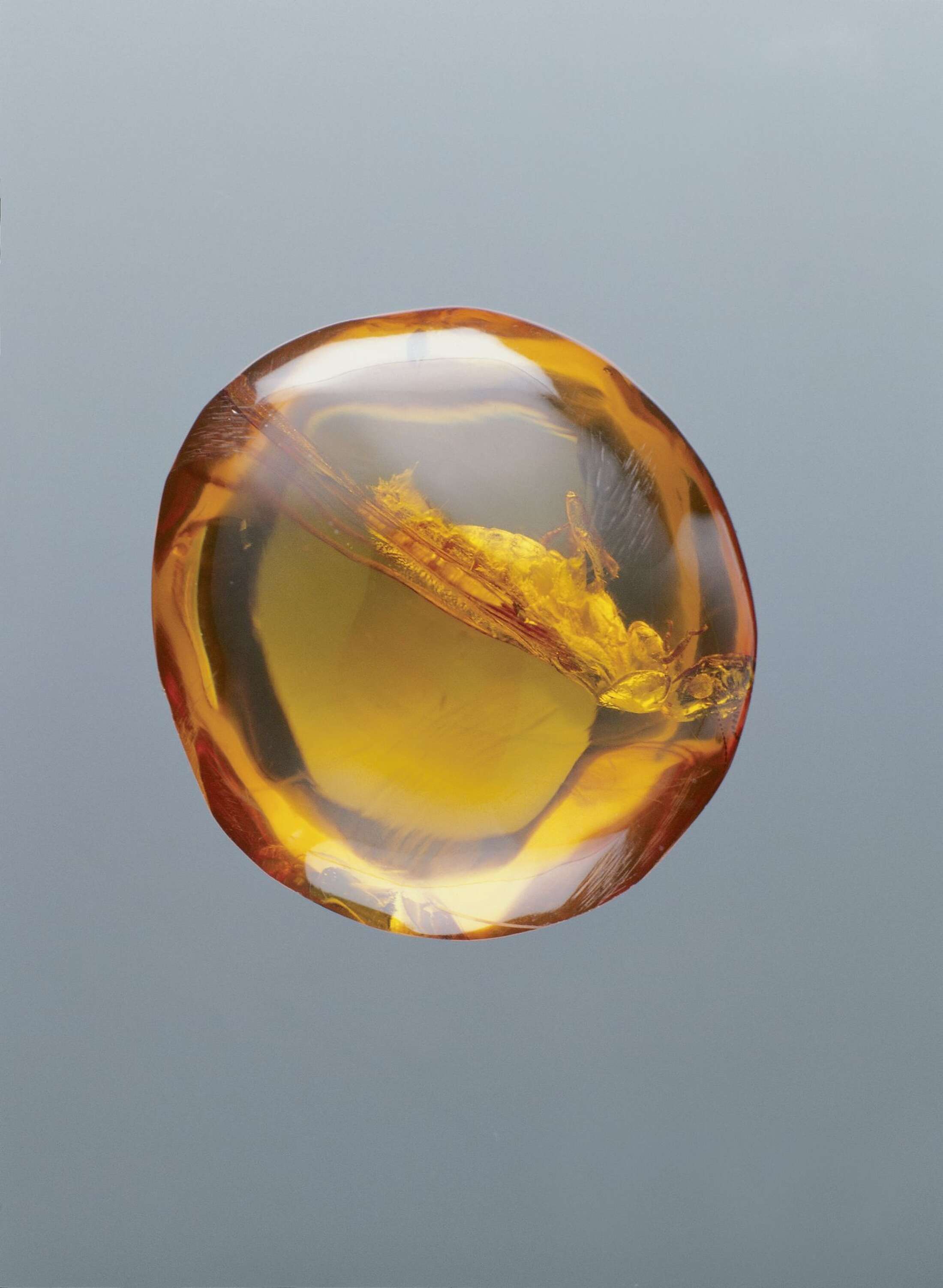 99-million-year-old bird trapped in amber is near-perfectly preserved