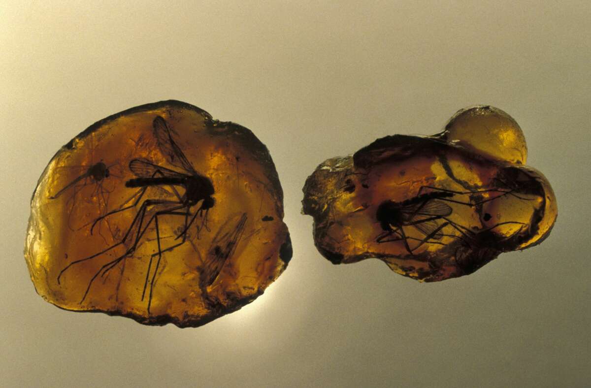 99-million-year-old bird trapped in amber is near-perfectly preserved