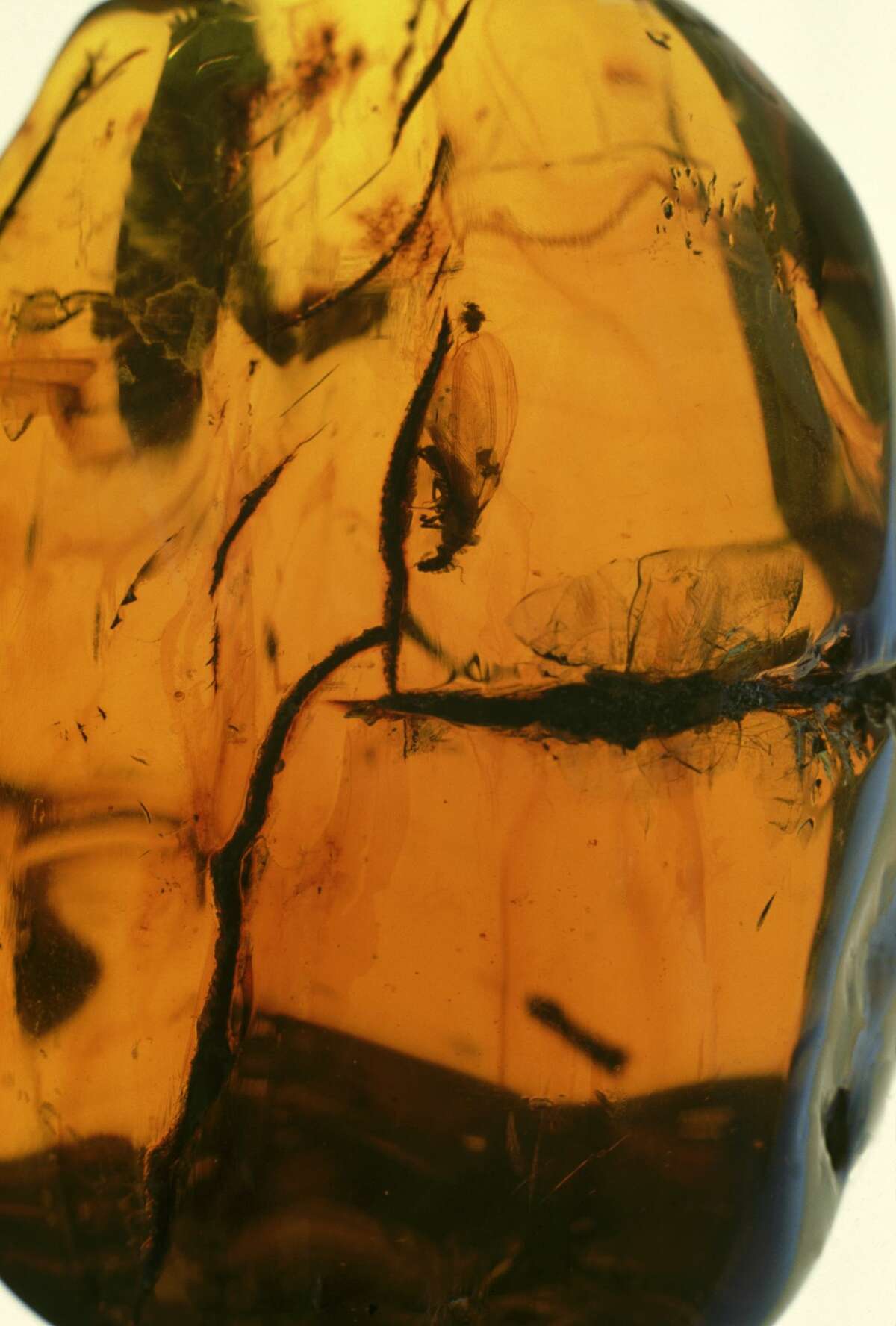 99-million-year-old bird trapped in amber is near-perfectly preserved