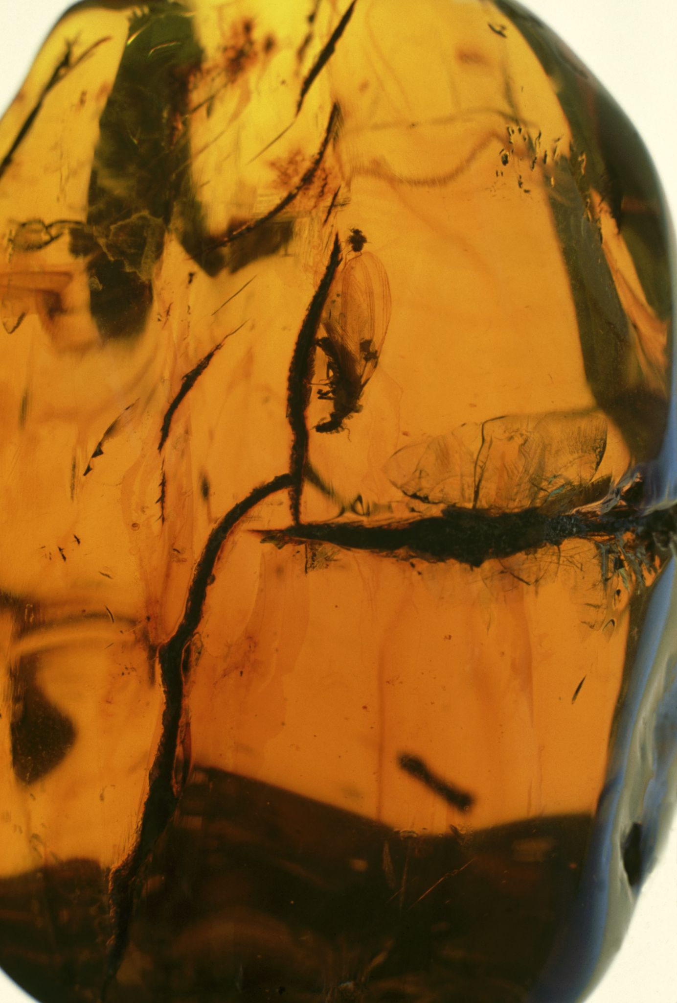 99-million-year-old bird trapped in amber is near-perfectly preserved