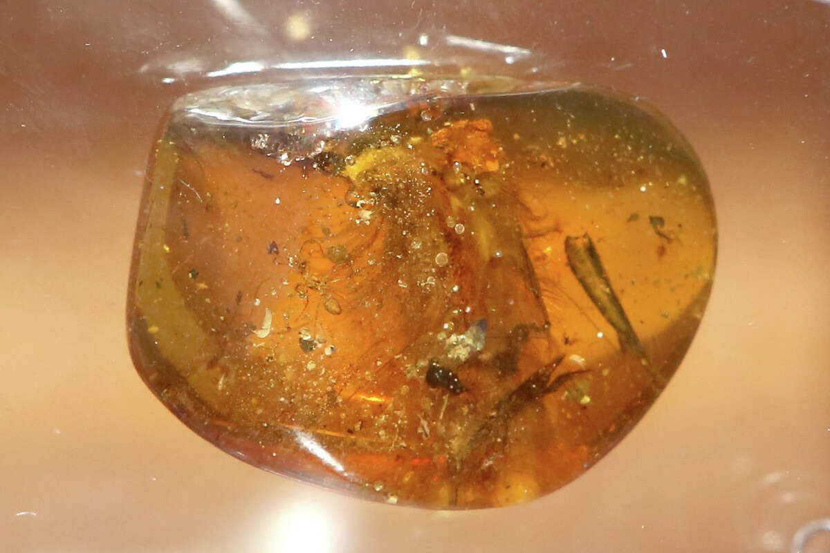 99-million-year-old bird trapped in amber is near-perfectly preserved