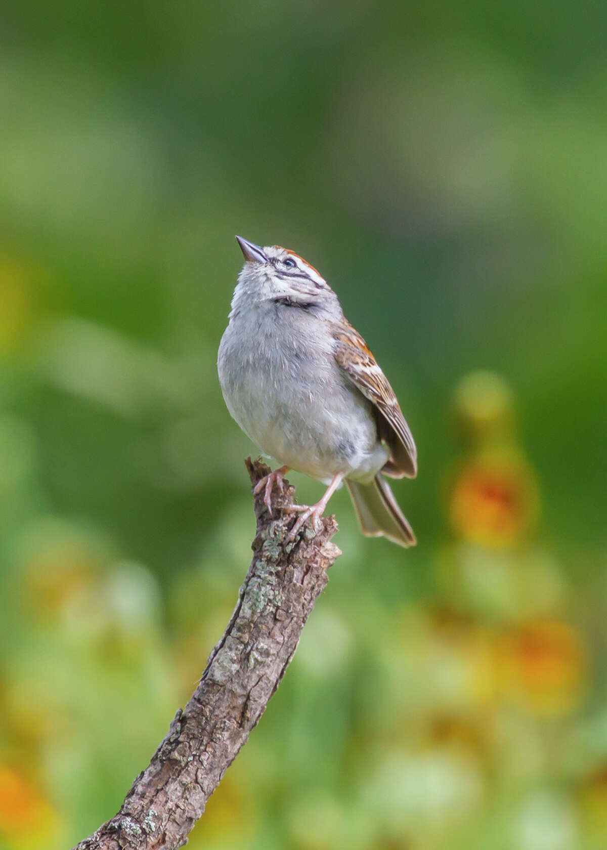 Acute vision is key for birds to survive