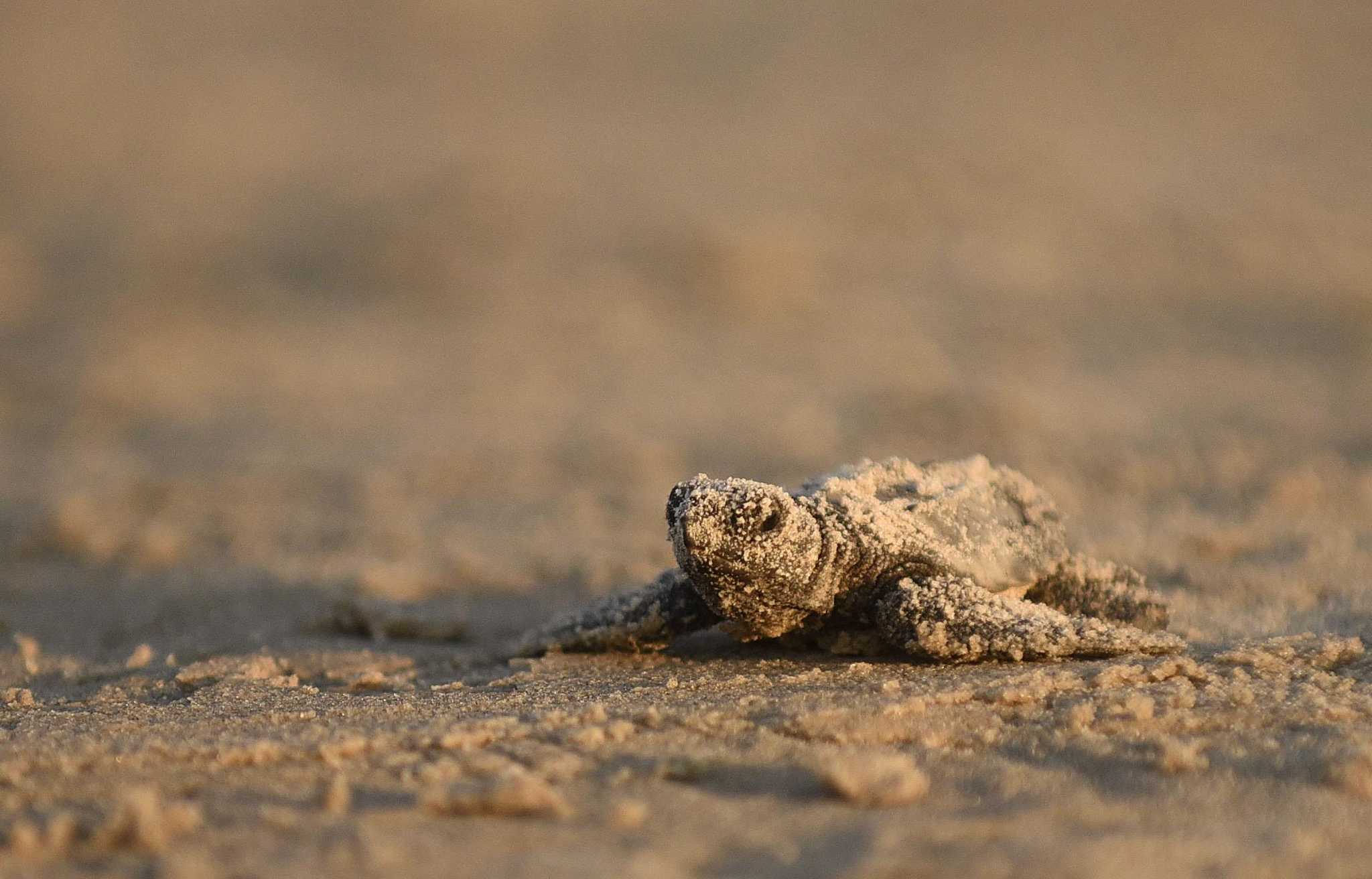 Why you should see the turtle hatchling release at PINS