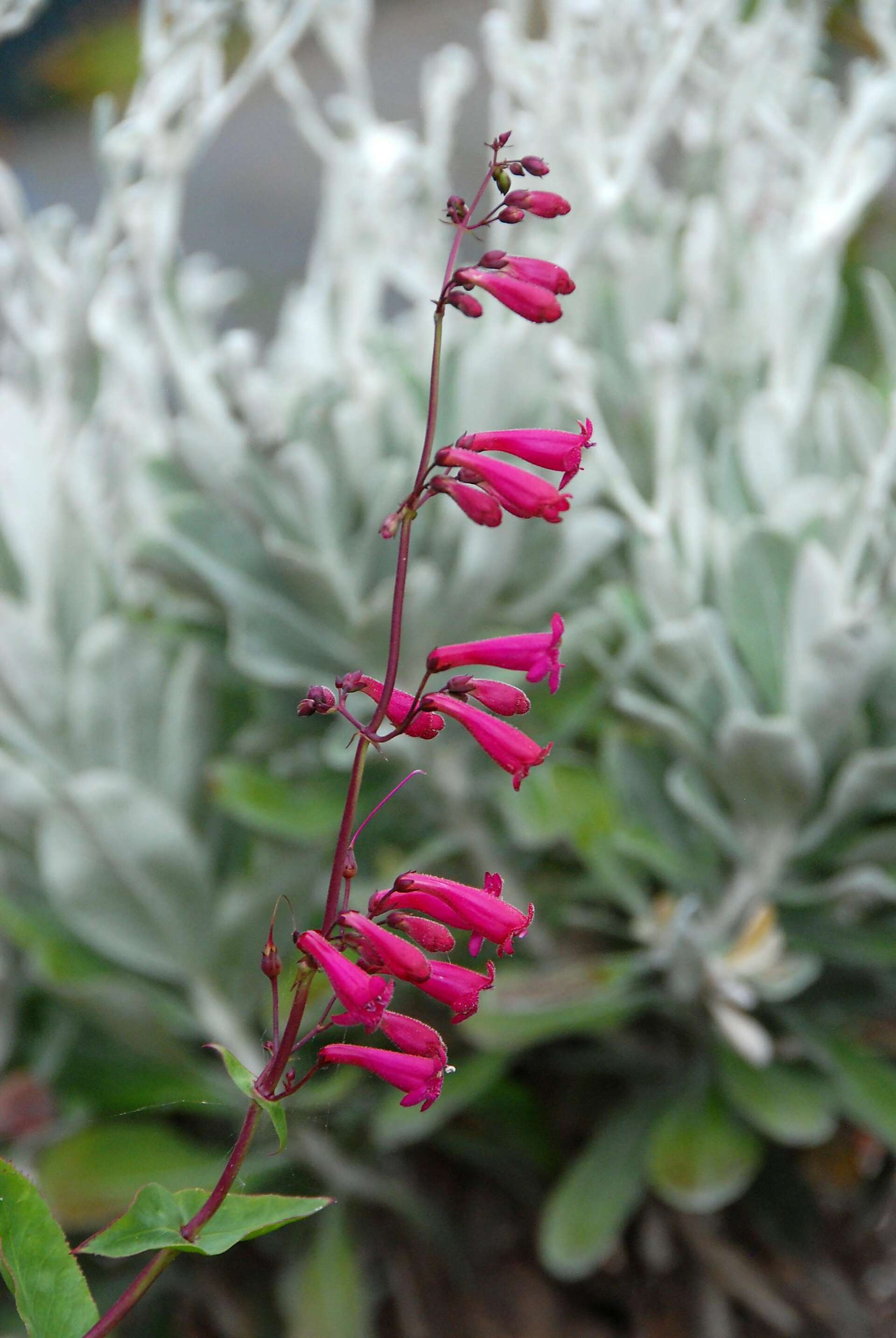 Native Penstemons: Totally tubular blooms