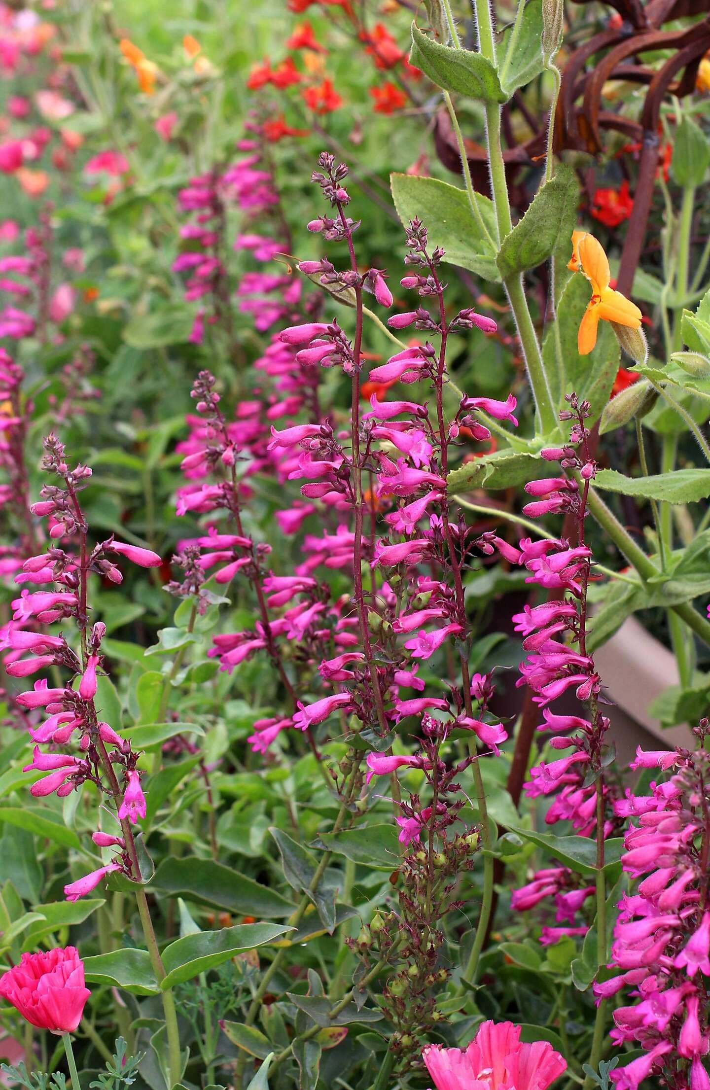 Native Penstemons: Totally tubular blooms