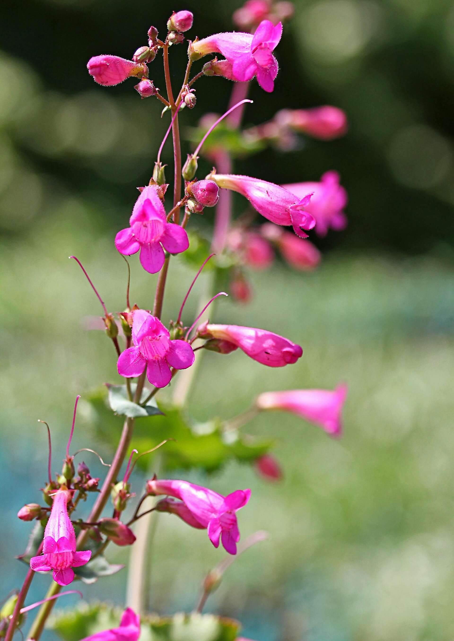 Native Penstemons: Totally tubular blooms