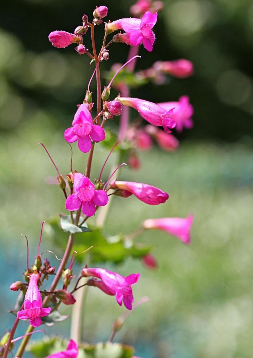 Native Penstemons: Totally tubular blooms