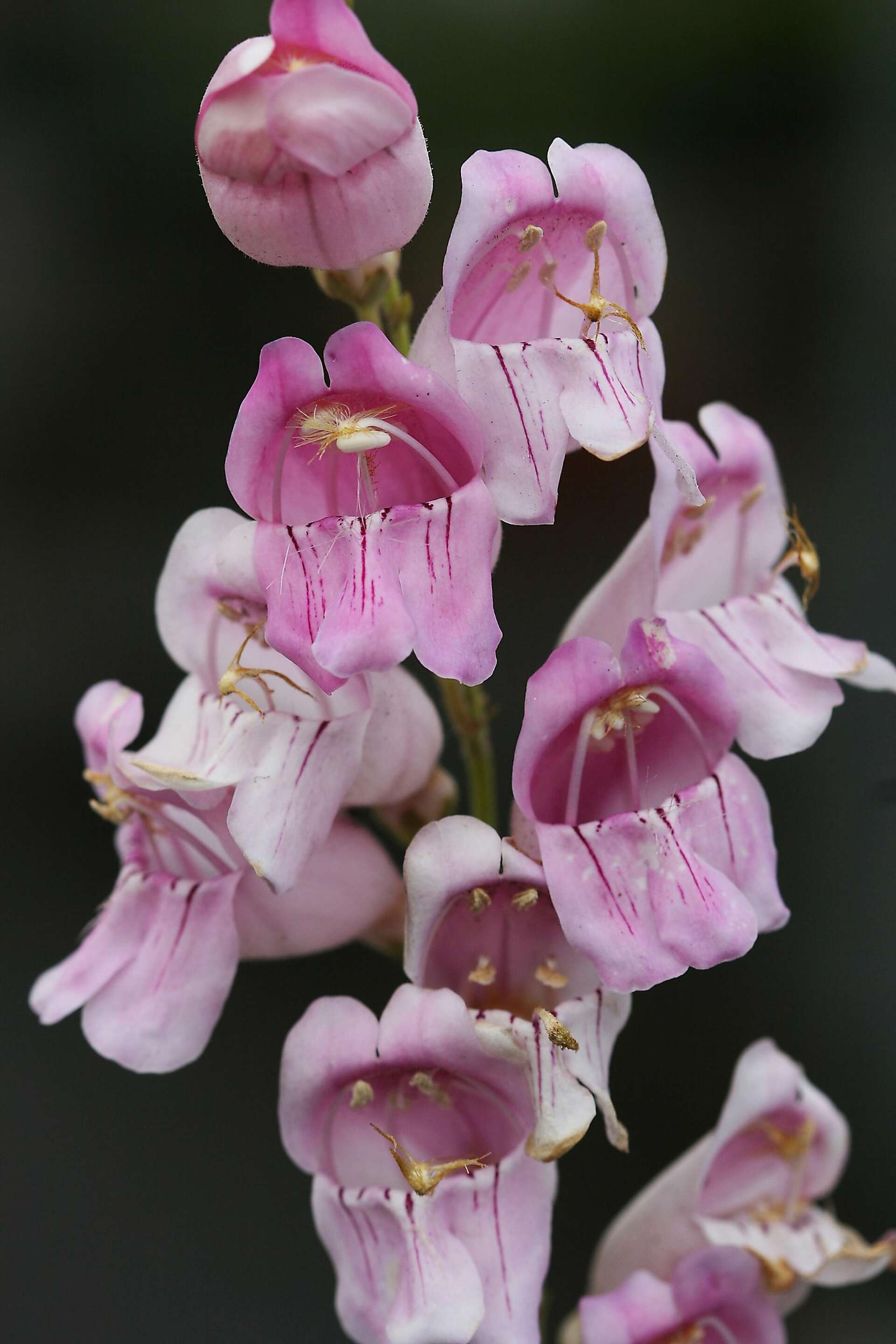 Native Penstemons: Totally tubular blooms