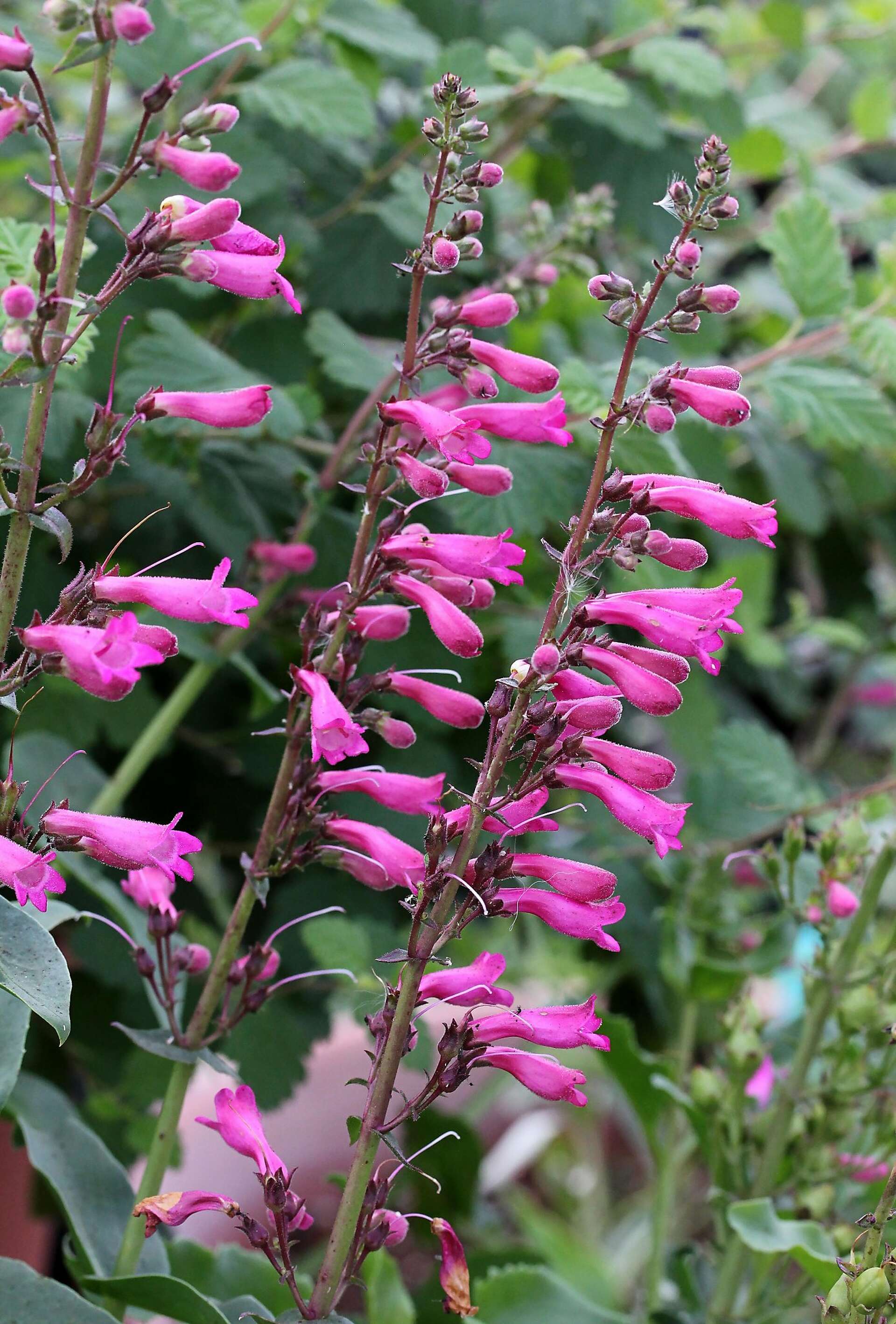 Native Penstemons: Totally tubular blooms