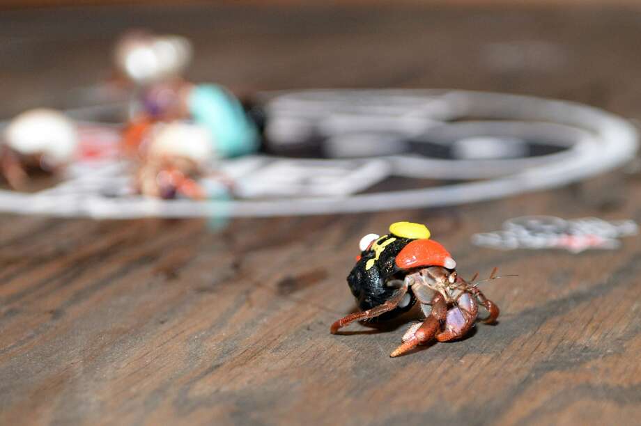 Hermit crab races at Little Woodrow's - Chron