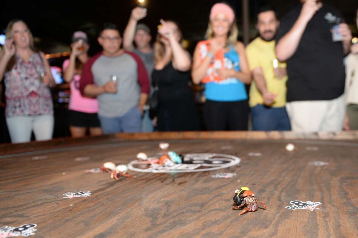 Hermit crab races stir up competition at Katy's Little Woodrow's