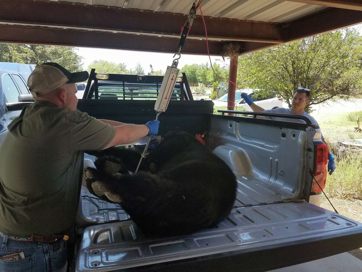 Photos: Parks biologists process 320-pound black bear killed in West ...