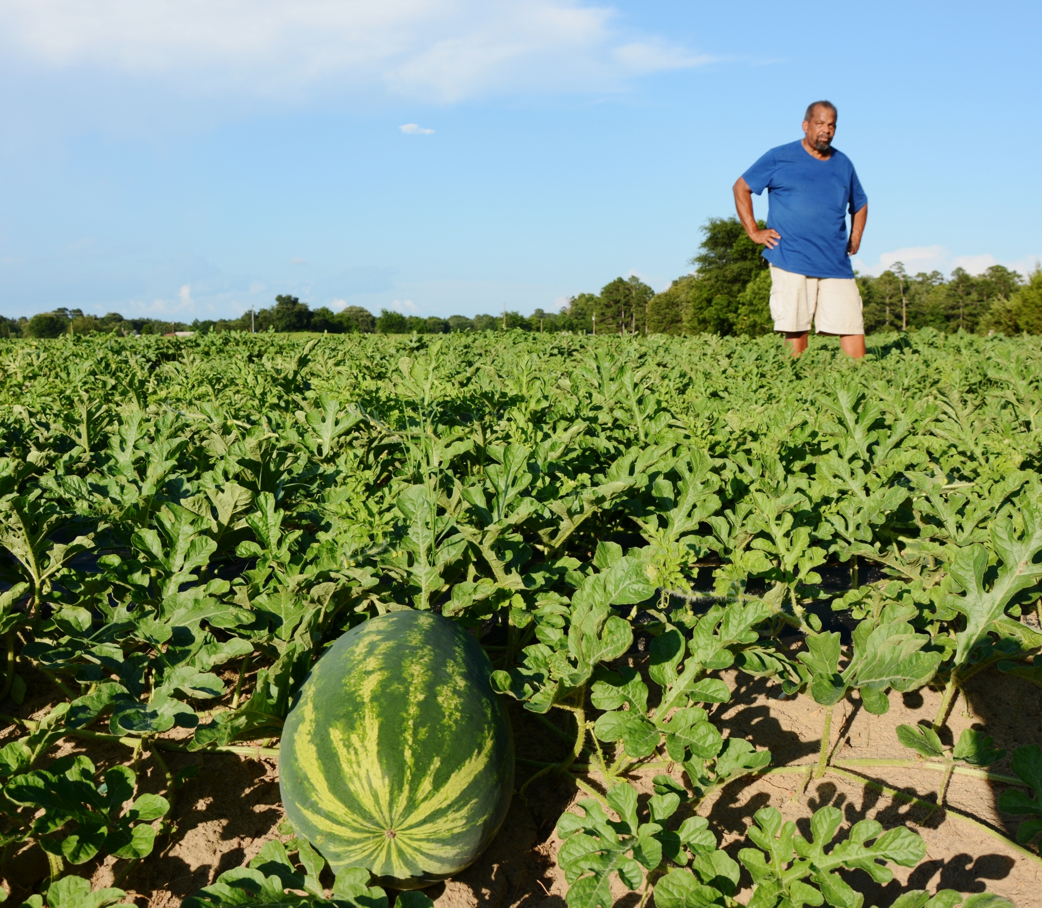 Texas watermelon crop looks good, on schedule