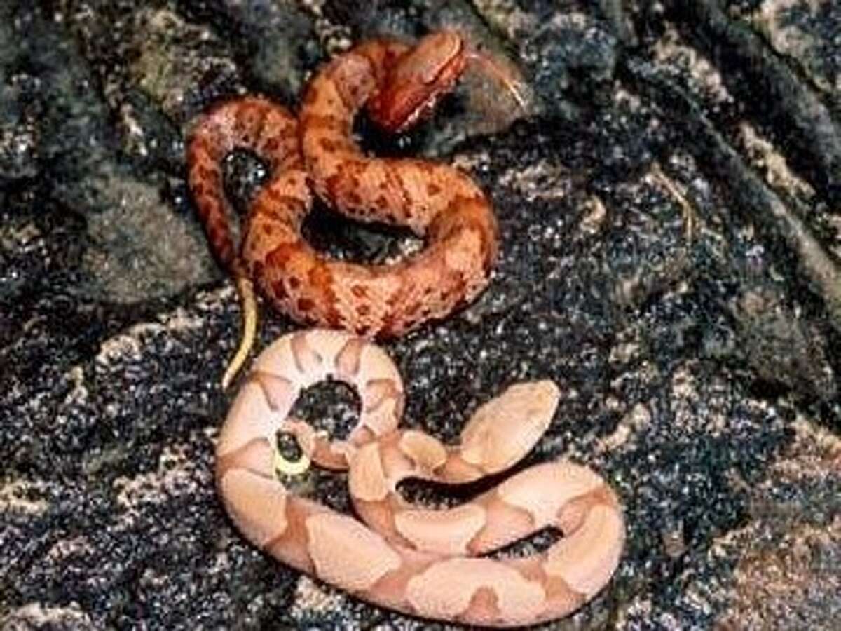 Copperhead Snakes Take Multiple Bites Out Of North Texas Man