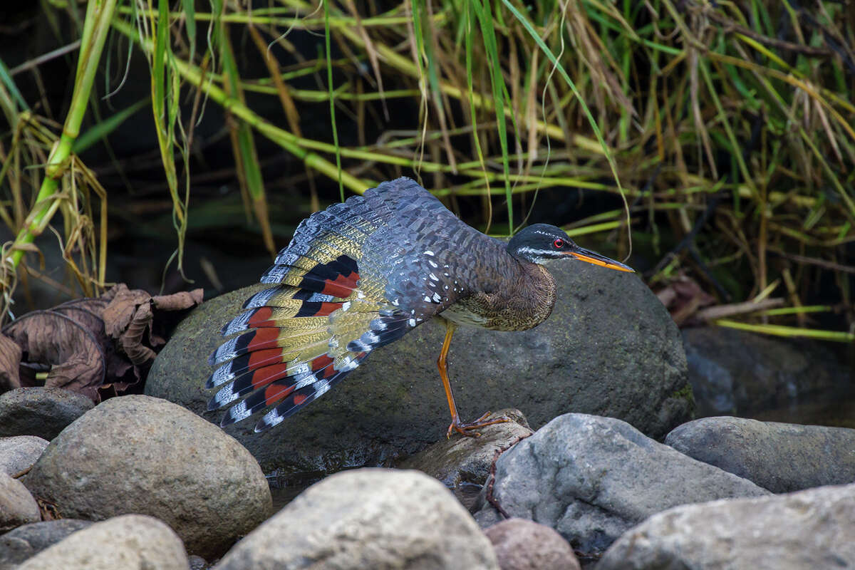 Elusive sunbittern is a sight to behold