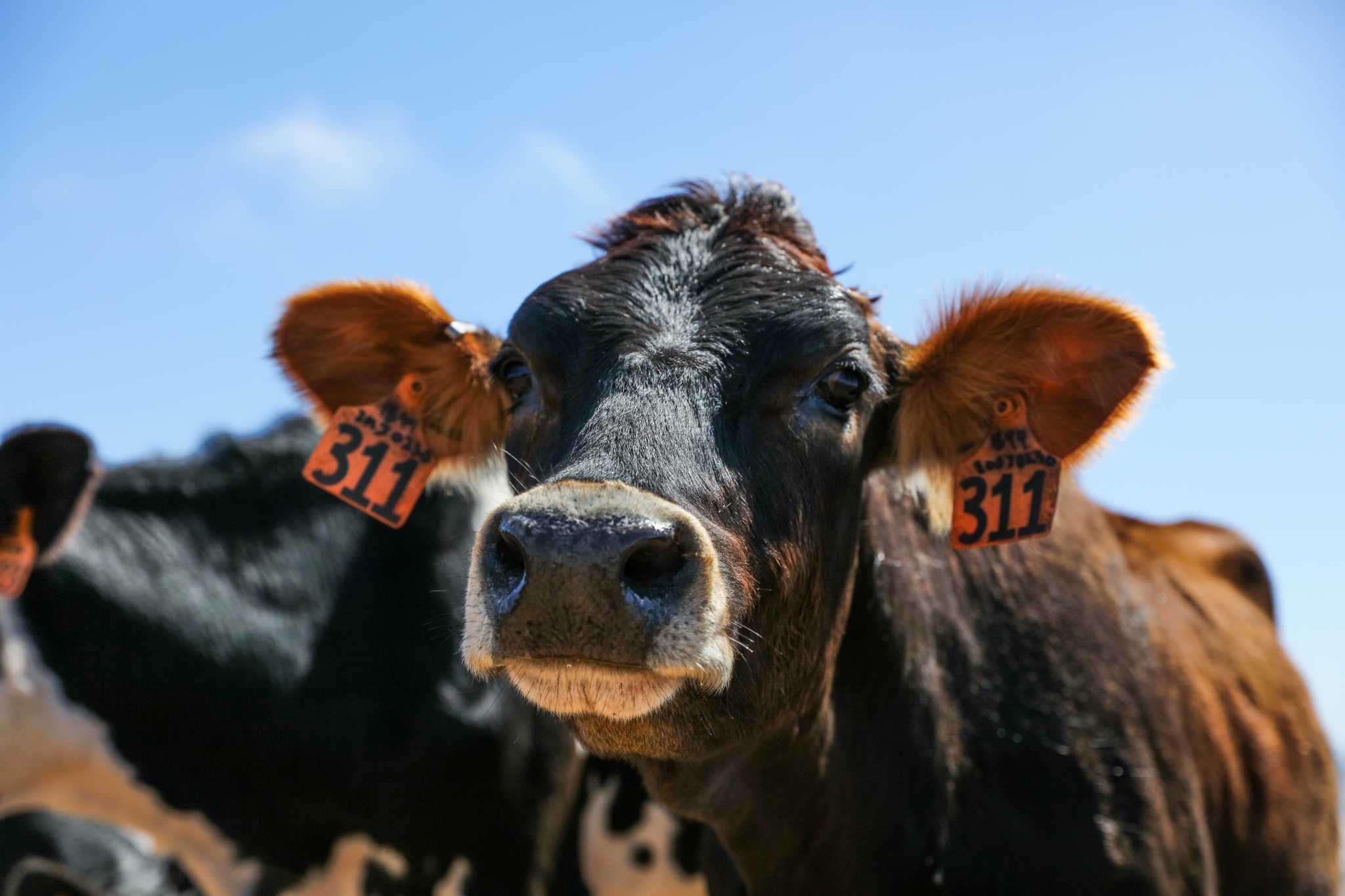 6 cows killed, deputy hurt in suspected drunk driving crash in South Texas