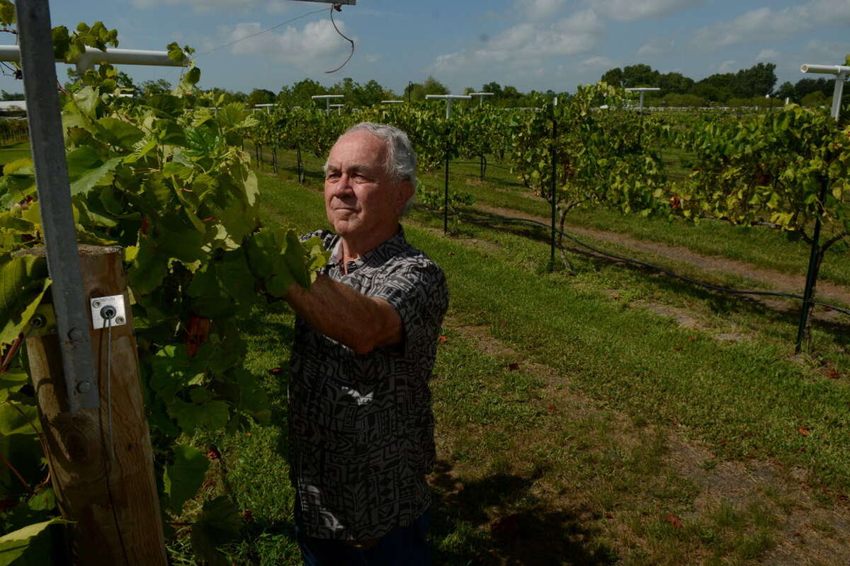 Houston Wine Walk: Blanc du Bois a favorite grape varietal along the ...