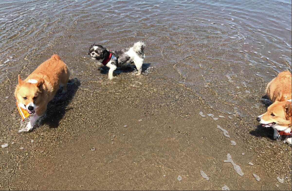 Costumed corgis invade Ocean Beach for Corgi Con