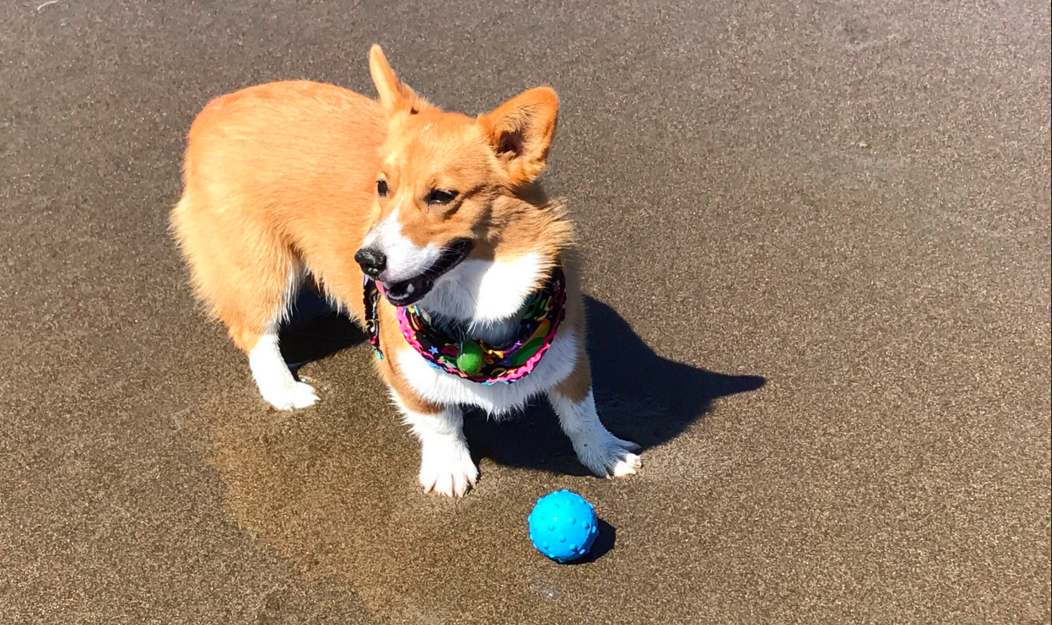 Costumed corgis invade Ocean Beach for Corgi Con