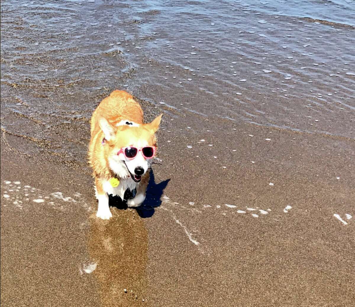 Costumed corgis invade Ocean Beach for Corgi Con