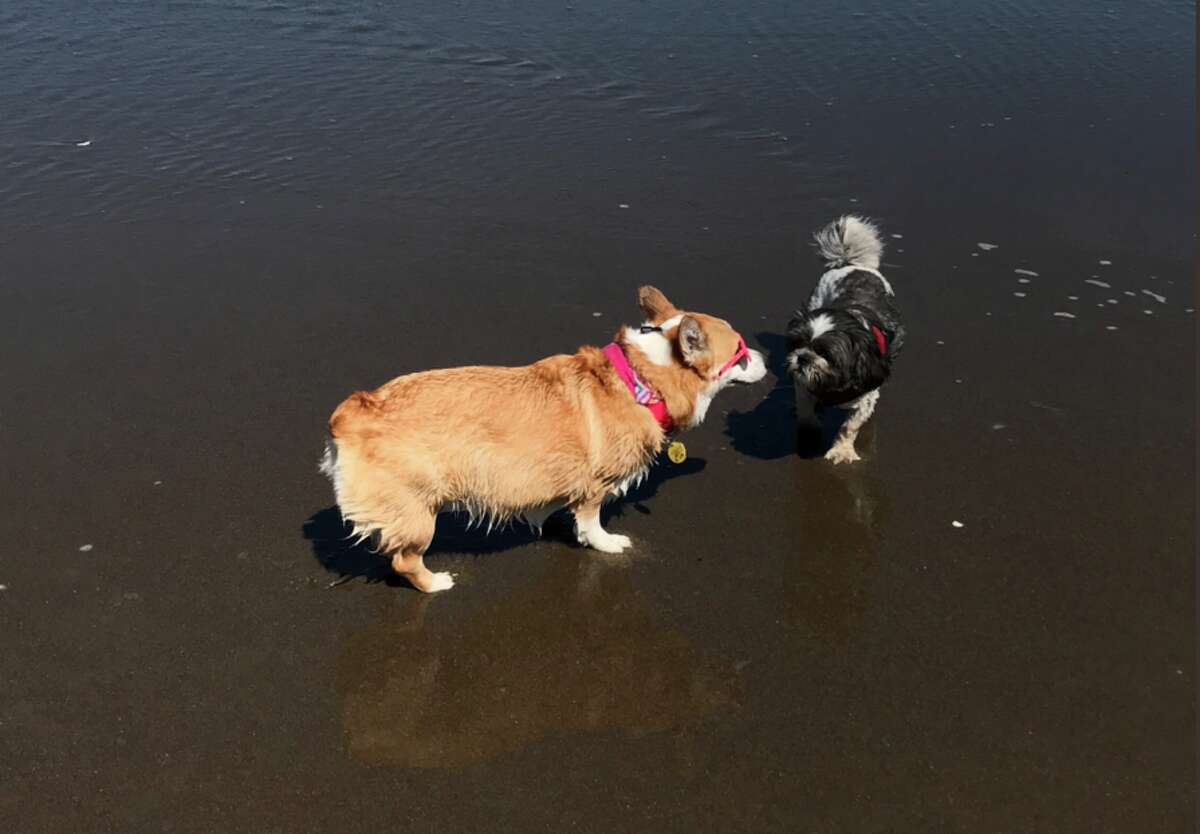 Costumed corgis invade Ocean Beach for Corgi Con