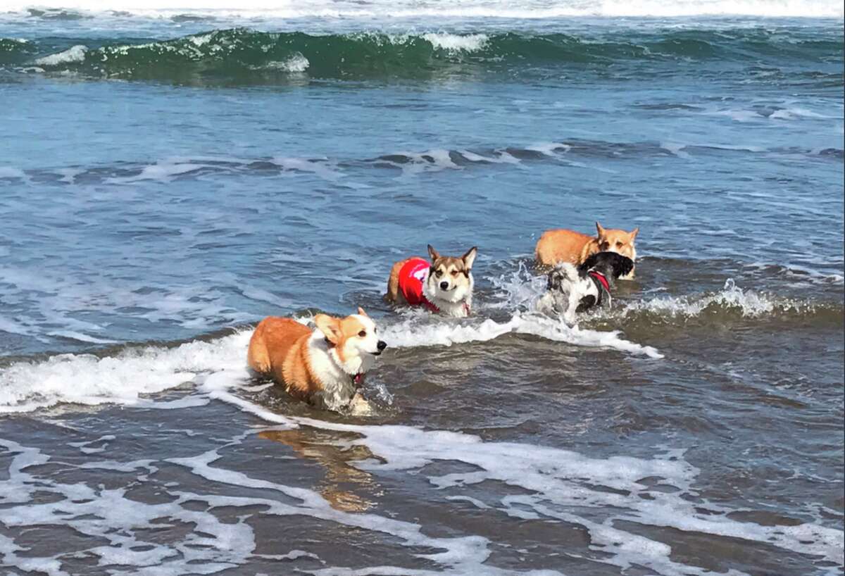 Costumed corgis invade Ocean Beach for Corgi Con