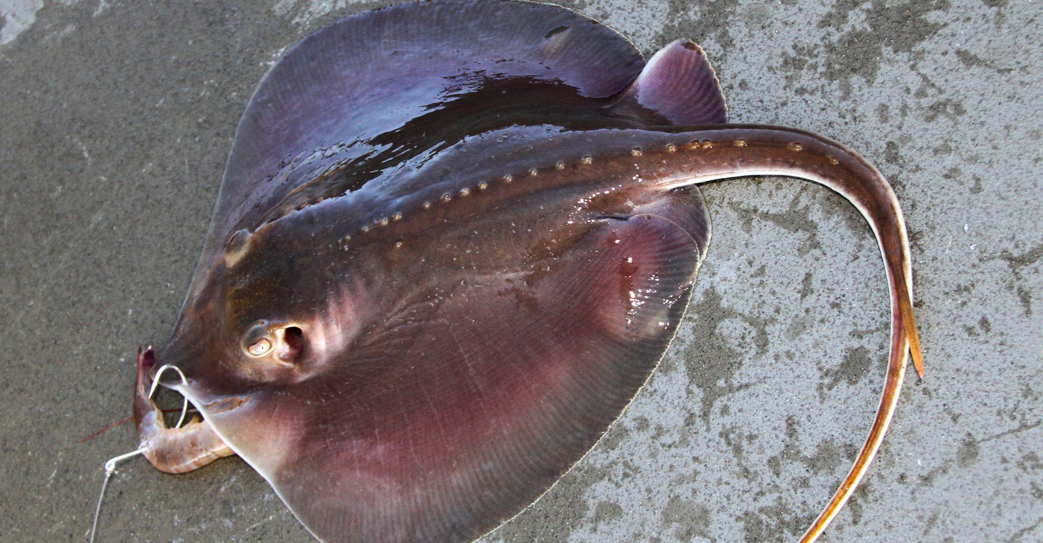 Stingrays Prove To Be Sticking Point For Many Gulf Anglers Houston Stingrays Prove To Be Sticking Point For Many Gulf Anglers Houston