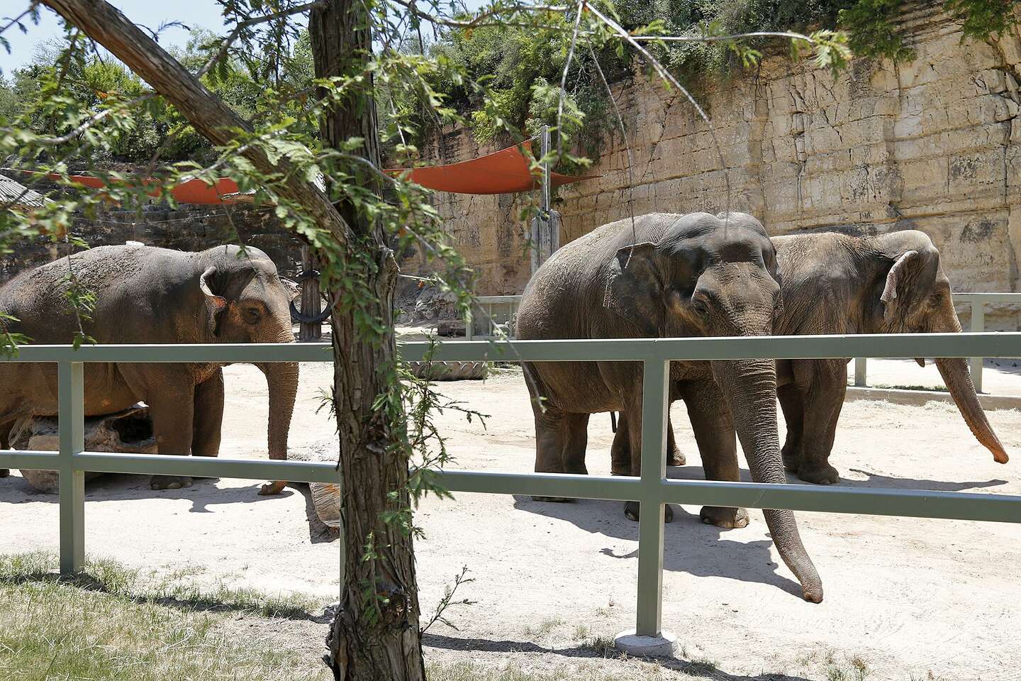 Zoo of Tim Morrow: How a former amusement park executive is flipping an ...