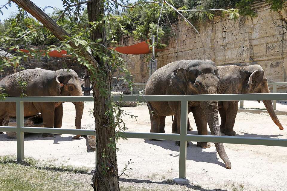 Zoo of Tim Morrow: How a former amusement park executive is flipping an ...