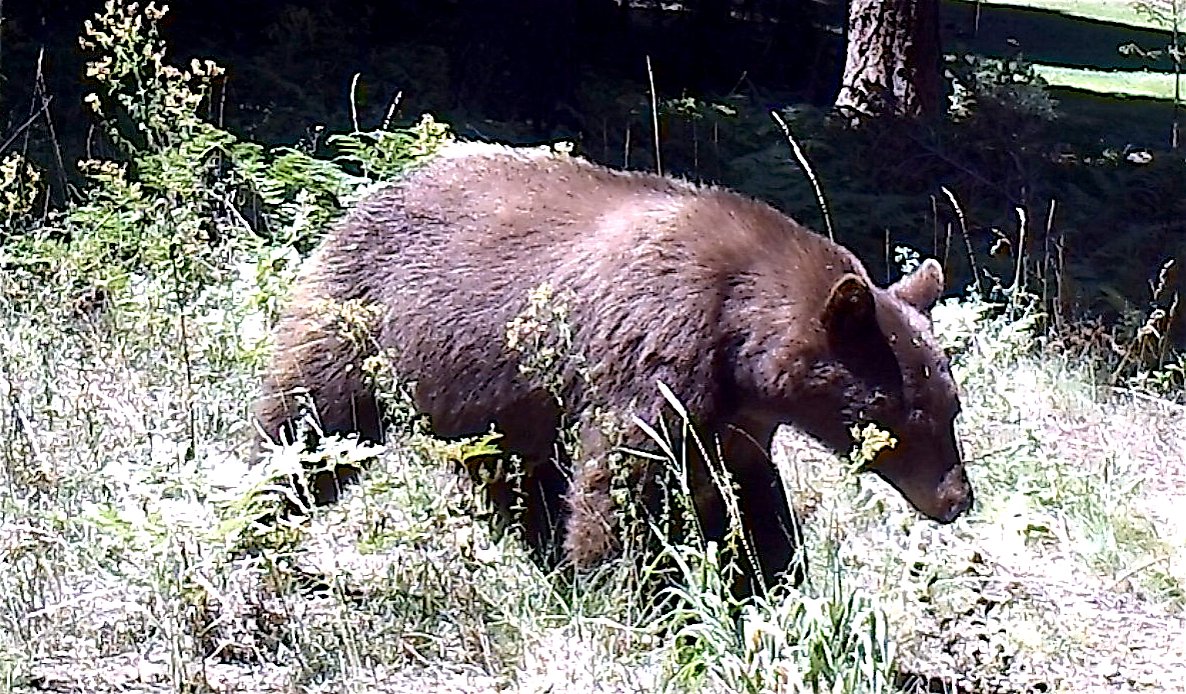 Uninvited guests in bear country