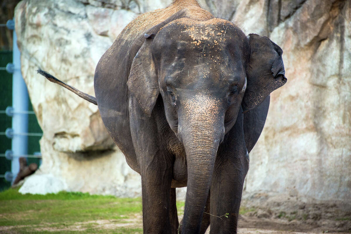 Houston Zoo preparing for baby elephant birth later this summer