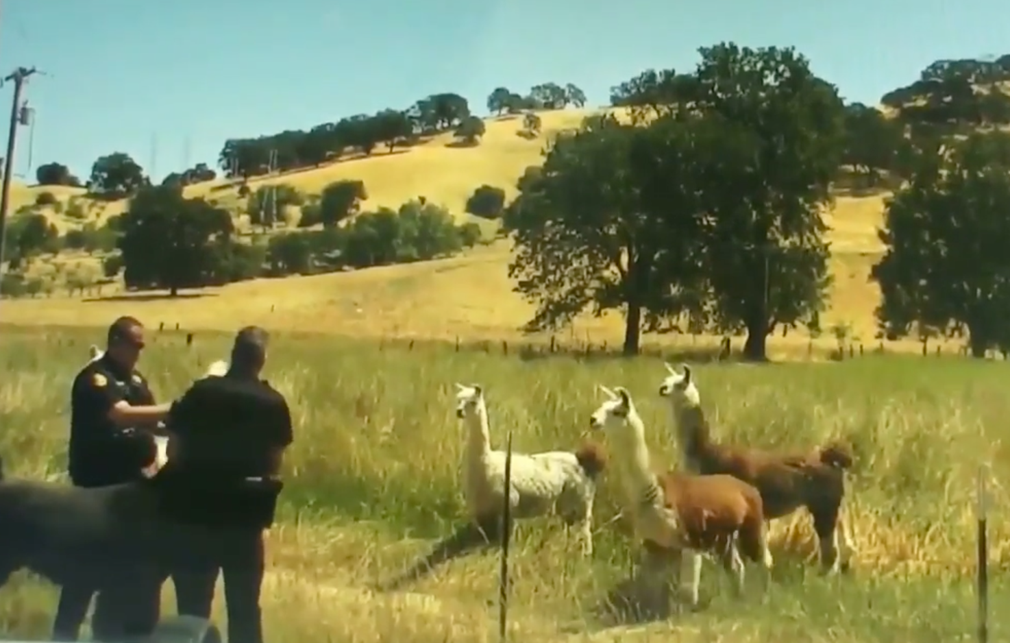 Solano County Sheriff's deputies apprehend wayward llama, post amazing ...