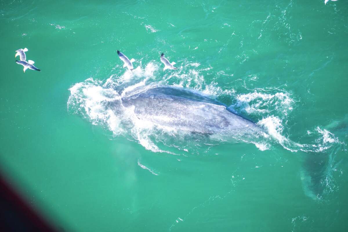 Video: Whales are hanging out near the Golden Gate Bridge