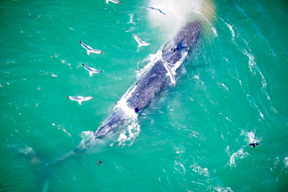 Video: Whales are hanging out near the Golden Gate Bridge